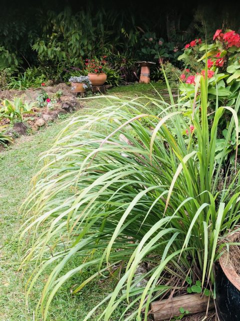 Lemon Grass – a valuable plant in the organic kitchen garden. | GROW ...