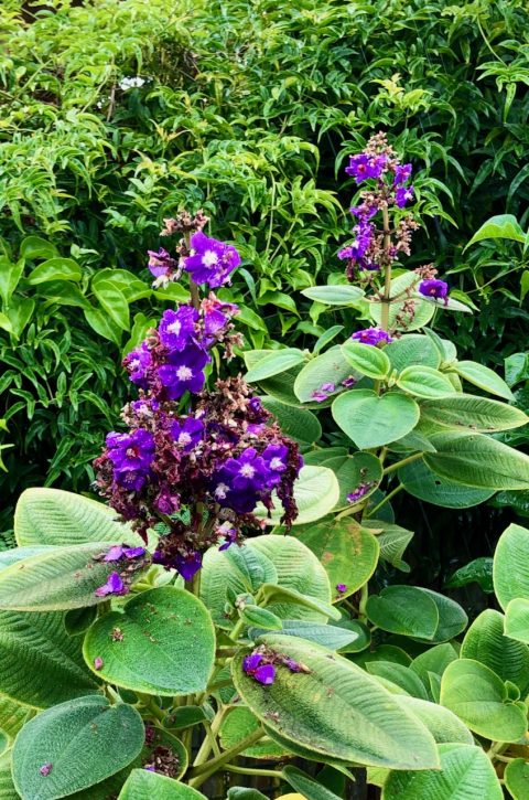 Tibouchinas – which one to choose and how to care for them. | GROW FOOD ...