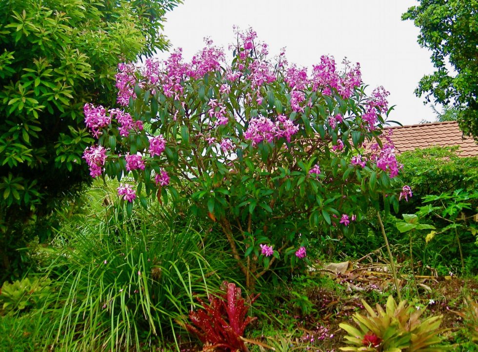 Tibouchinas – which one to choose and how to care for them. | GROW FOOD ...